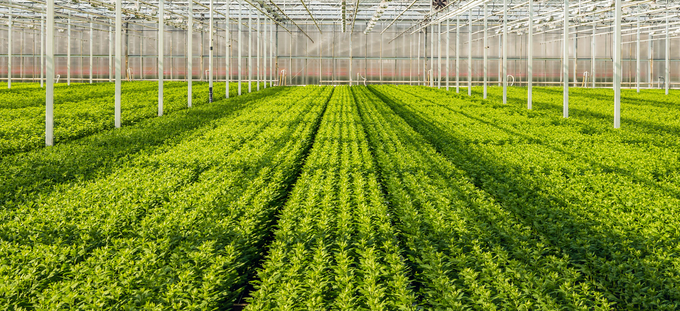 Tradition Energy Helps Horticulture Grower Save $2.7 Million